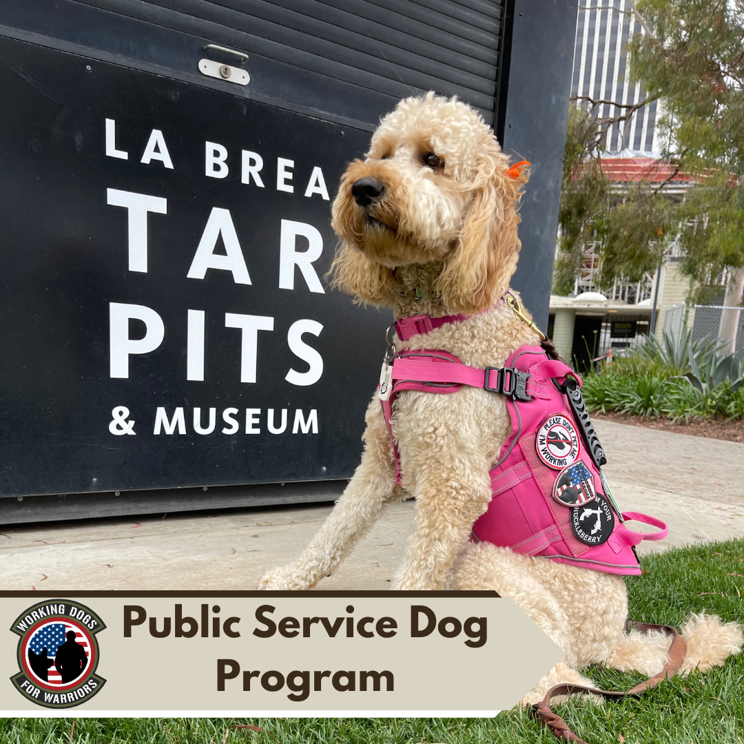 Public Service Dog Programs – Working Dogs for Warriors