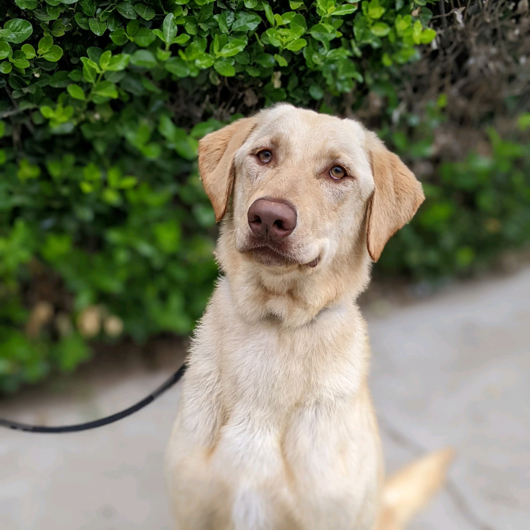 Day Train Package – Working Dogs for Warriors